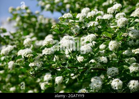 Opulifolius Diabolo blooms with a white flowers in spring Stock Photo ...