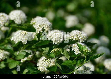 Opulifolius Diabolo blooms with a white flowers in spring Stock Photo ...