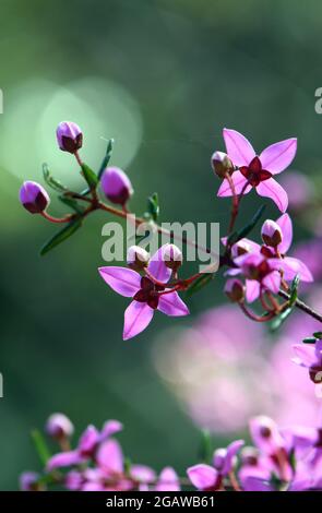 Sydney Australia, pink flowers of a native melicope rubra or little ...