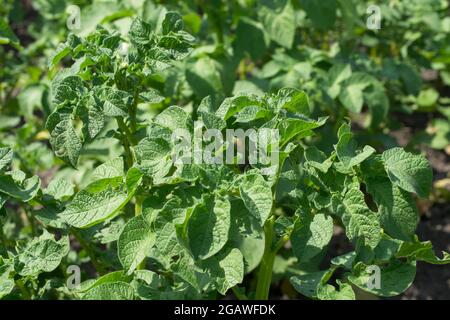A green bush of potatoes growing up Stock Photo - Alamy