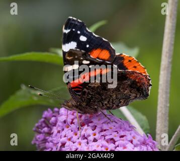 Red Admiral butterfly is attracted to the nectar of flowering ivy in an ...