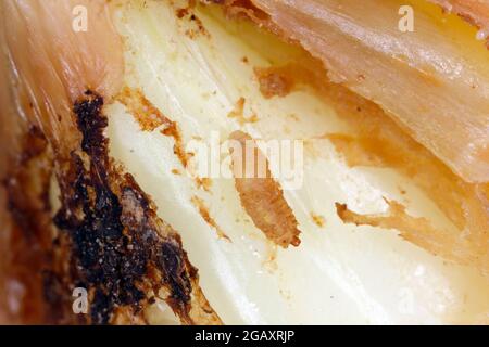 Larva and pupae of the beetle from family Cerambycidae (longhorn ...