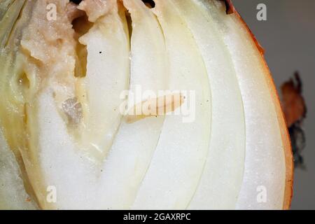 Larva and pupae of the beetle from family Cerambycidae (longhorn ...