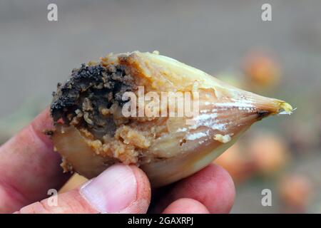 Delia antiqua, commonly known as the onion fly, is a cosmopolitan pest ...