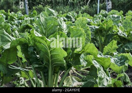 Worn out rusted metal texture grunge background Stock Photo - Alamy