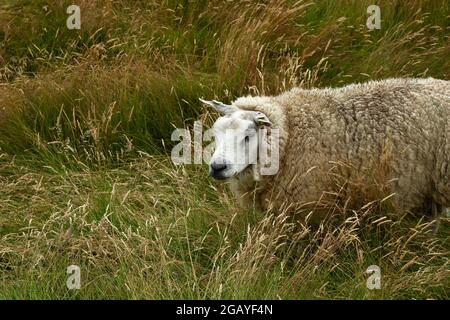 Texel sheep grazing in the dunes grassland Stock Photo - Alamy