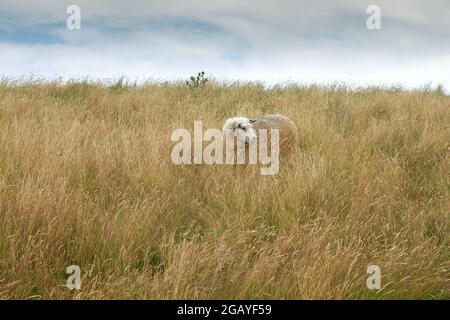 Texel sheep grazing in the dunes grassland Stock Photo - Alamy