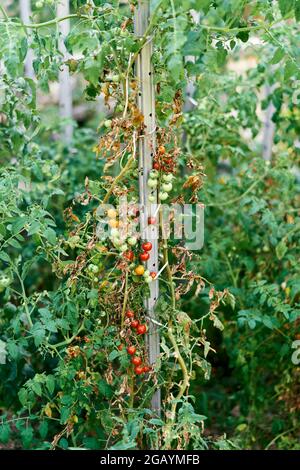 Cherry tomatoes grow in clusters in the beds, tied to props Stock Photo ...