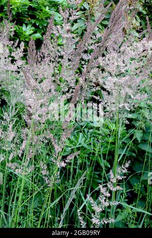 Purple small reed grass (Calamagrostis canescens) and Silver studded ...