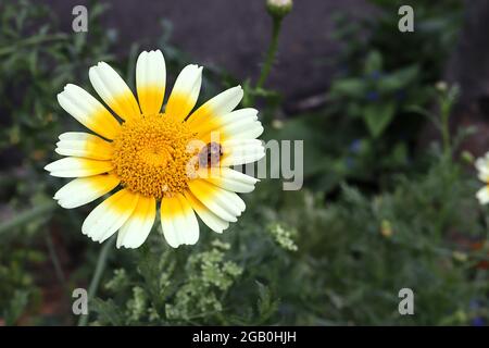 Glebionis coronaria crown daisy – cream daisies with yellow halo and ...