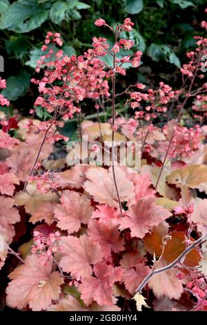 Heuchera ‘Apricot’ Alum root / coral bells Apricot - small tubular deep ...