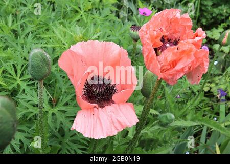 Coral Reef Oriental poppies (Papaver orientale) in a garden setting ...