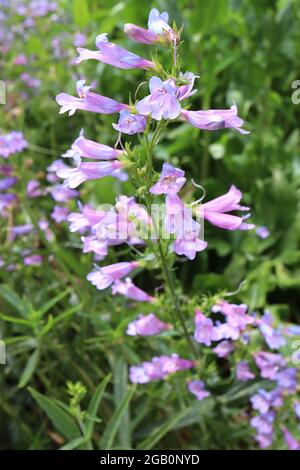 Penstemon heterophyllus ‘Heavenly Blue’ beardtongue Heavenly Blue ...