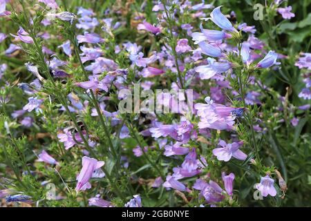 Penstemon heterophyllus ‘Heavenly Blue’ beardtongue Heavenly Blue ...