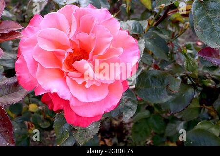 Rosa ‘Colorific’ (floribunda rose) rose Colorific – fully double peach ...