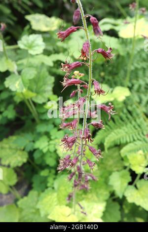 Piggyback plant (Tolmiea menziesii) flowers Stock Photo - Alamy