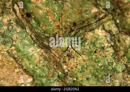 Meshweaver spider (Dictynidae Stock Photo - Alamy