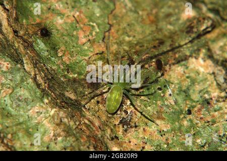 Meshweaver spider (Dictynidae Stock Photo - Alamy