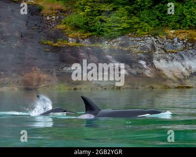 T036 pod of Bigg's killer whales, Orcinus orca, in Endicott Arm in the ...