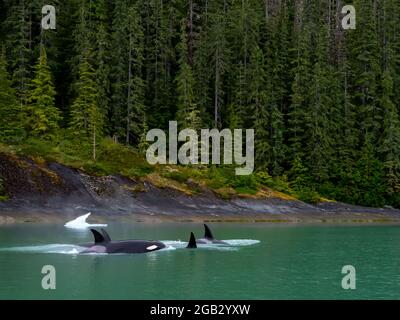 T036 pod of Bigg's killer whales, Orcinus orca, in Endicott Arm in the ...