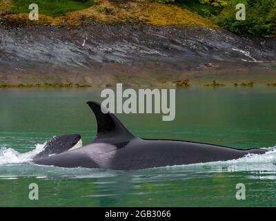 T036 pod of Bigg's killer whales, Orcinus orca, in Endicott Arm in the ...