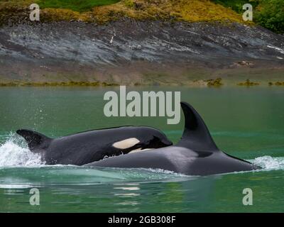 T036 pod of Bigg's killer whales, Orcinus orca, in Endicott Arm in the ...