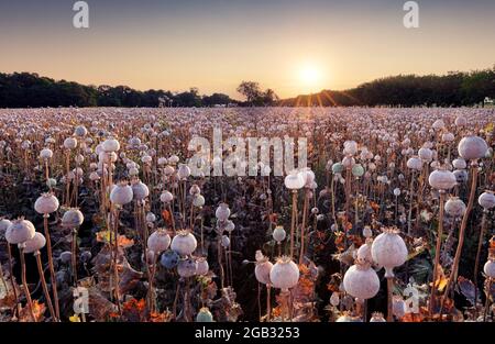 Fruits poppy field landscape at summer landscape with sun, Agriculture ...