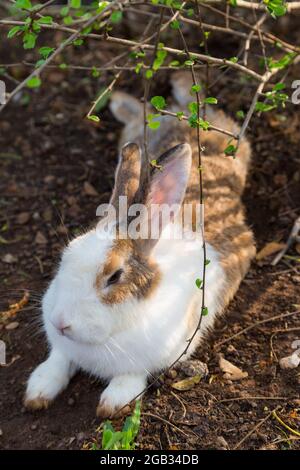 Wild brown rabbit under the tree Stock Photo - Alamy