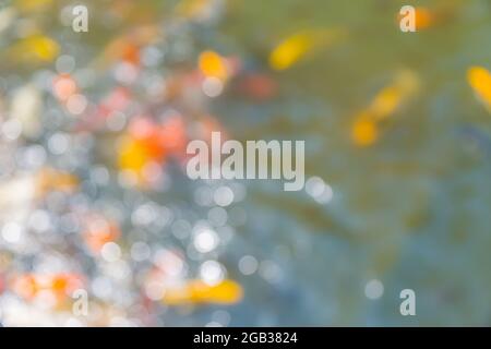 Bokeh of koi fish in the pond with reflection from the water for ...