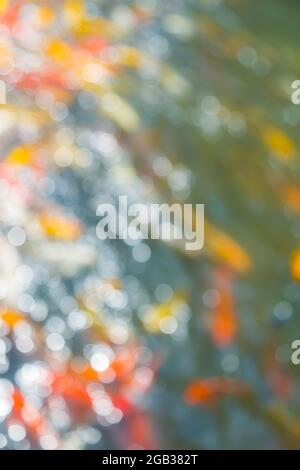 Bokeh of koi fish in the pond with reflection from the water for ...