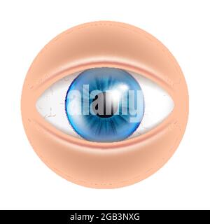 Eye Human Facial Organ With Contact Lenses Vector Stock Vector Image ...