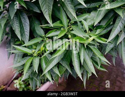 Adulsa, Malabar nut (Justicia adhatoda, Justicia vasica), blooming ...