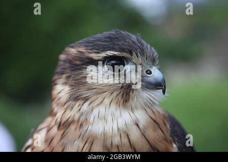 A beautiful Merlin Bird, (a small species of falcon from the Northern ...