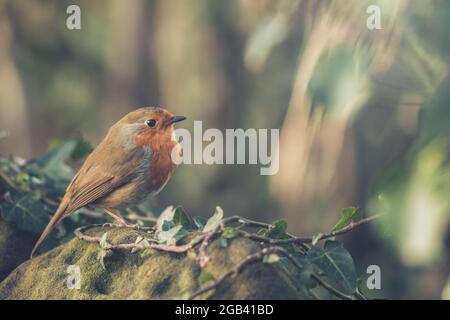 A robin on a wall with ivy taken in Eastham Country Park, Wirral Stock ...
