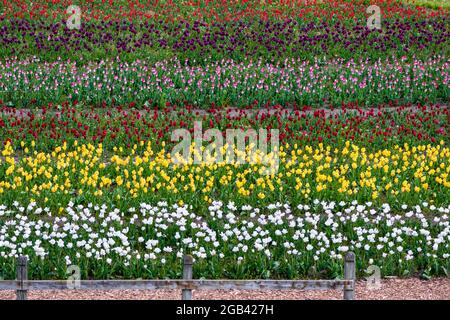 Field of tulips at Veldheer Tulip Gardens, in Holland, Michigan Stock ...