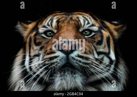 Front view of Sumatran tiger isolated on black background. Portrait of ...
