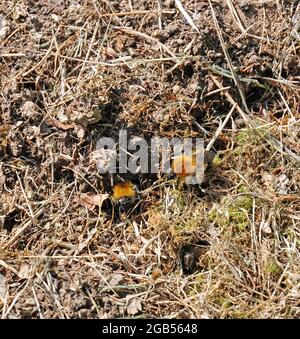 Mining Bees (Andrena Stock Photo - Alamy
