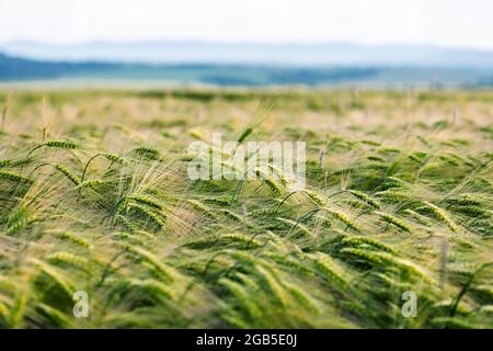 Green wheat against the background of Sunset. Beautiful summer ...