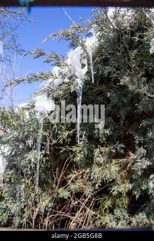 Icicles hanging from a branch of an evergreen tree. Winter nature ...