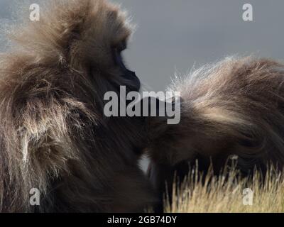 Closeup portrait of two Gelada Monkey (Theropithecus gelada) grooming ...