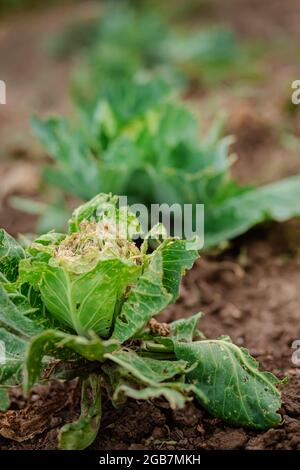 Rotten cabbage, green background. Head of moldy cabbage, copy space ...