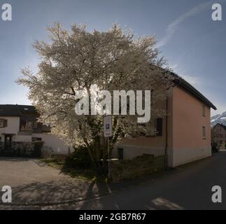Flowering thorn tree in the Swiss village of Berschis during Spring ...