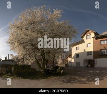 Flowering thorn tree in the Swiss village of Berschis during Spring ...