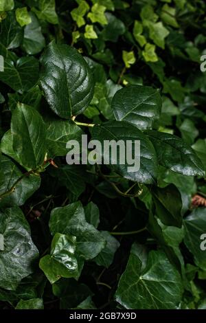 Lush Green Ivy Leaves in Sunlight Stock Photo - Alamy