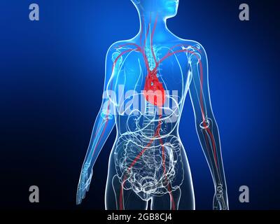 Female Internal Organs with gradient background Stock Photo - Alamy