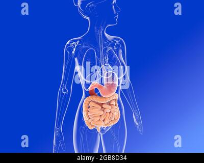 Female anatomy of internal organs with skeleton, rear and front views ...