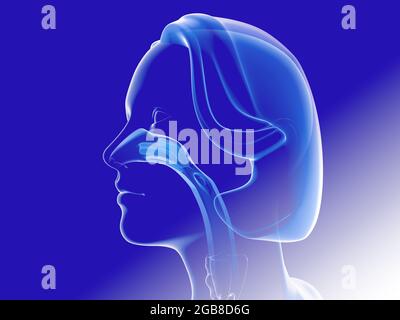 3d illustration of the inside of the nose, lungs and bronchi (ENT) of a ...