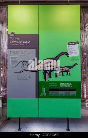 Fossilized skeleton of a young camarasaurus in the Quarry Exhibit Hall ...