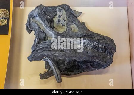 A fossilized skull of an Abydosaurus mcintoshi dinosaur in the Quarry ...