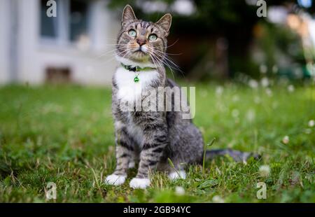 Filderstadt, Germany. 02nd Aug, 2021. Cat "Yoshi" playing in a garden ...
